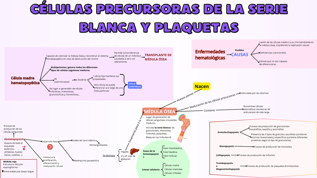células precursoras de serie blanca y plaquetas - MÉDULA ÓSEA ...