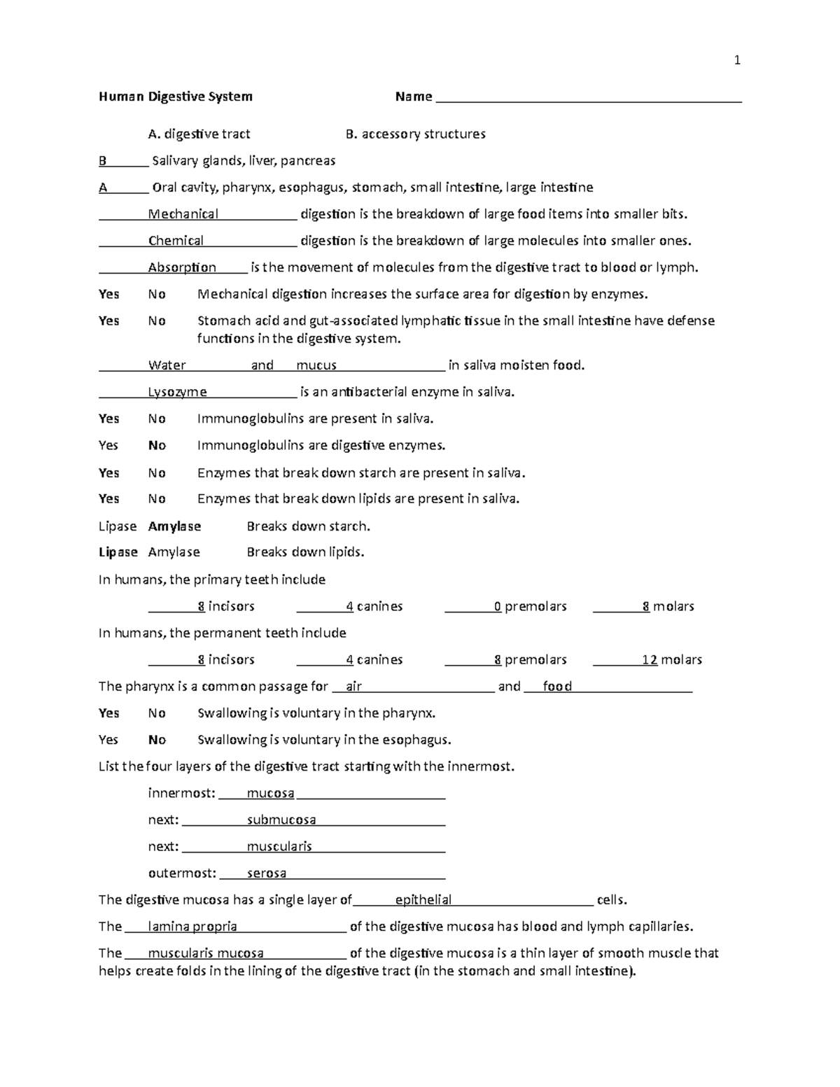 Bio 113-19 Digestive Key - Human Digestive System Name A. digestive ...