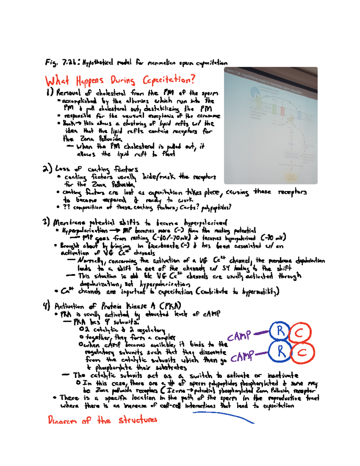 Bio 425 Exam 2 Notes - BIOL 425 - Studocu