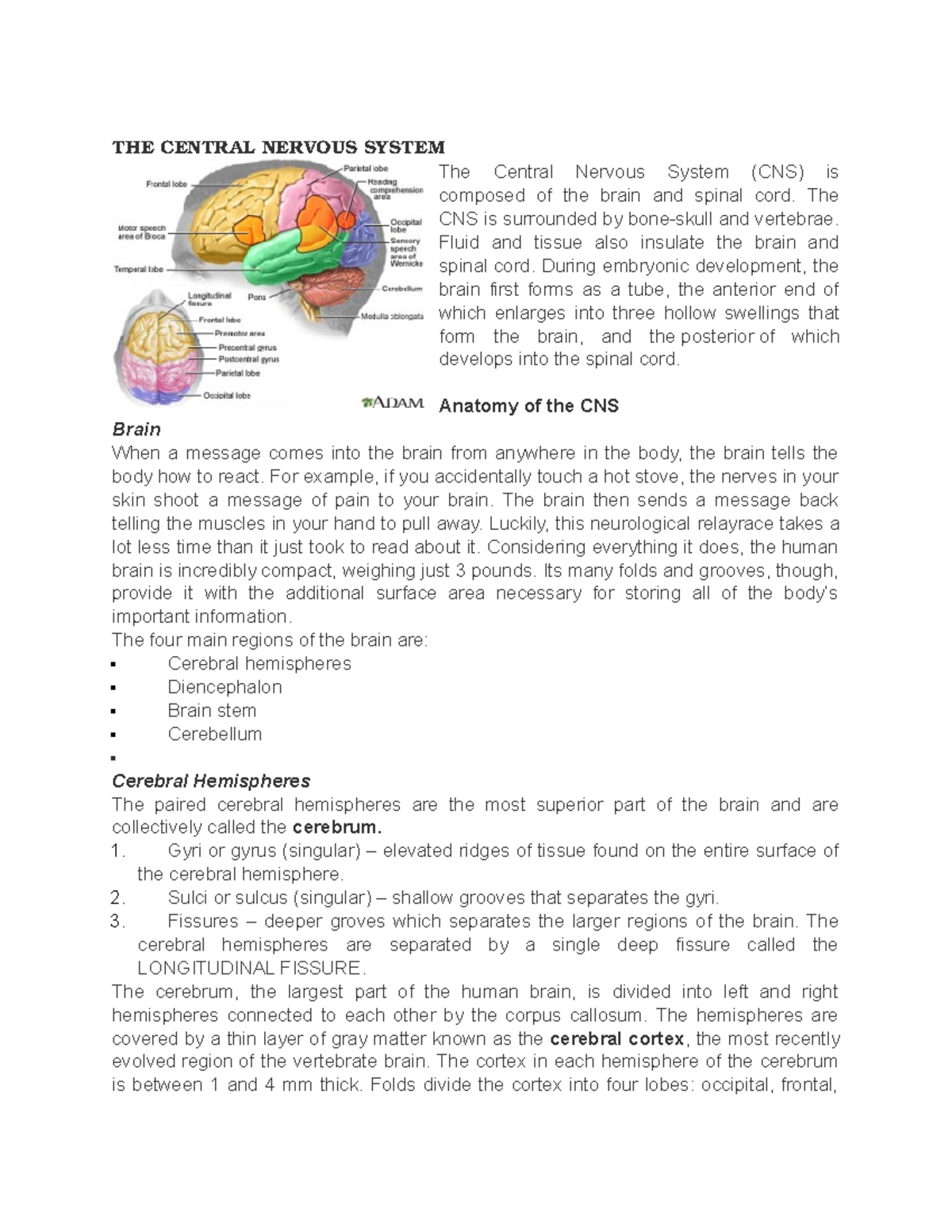 127116344 The Central Nervous System - THE CENTRAL NERVOUS SYSTEM The ...