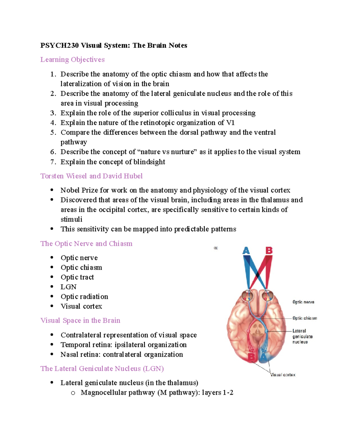 Psych 230 Visual System - The Brain Notes - PSYCH230 Visual System: The ...