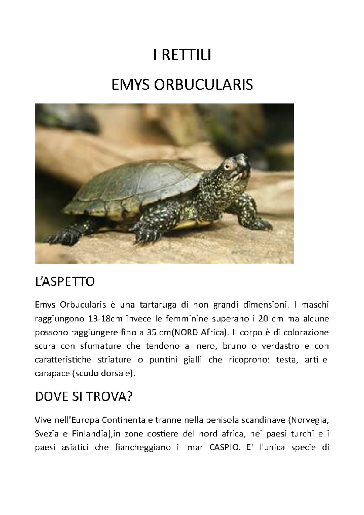 I Rettili le tartarughe - I RETTILI EMYS ORBUCULARIS L’ASPETTO Emys ...