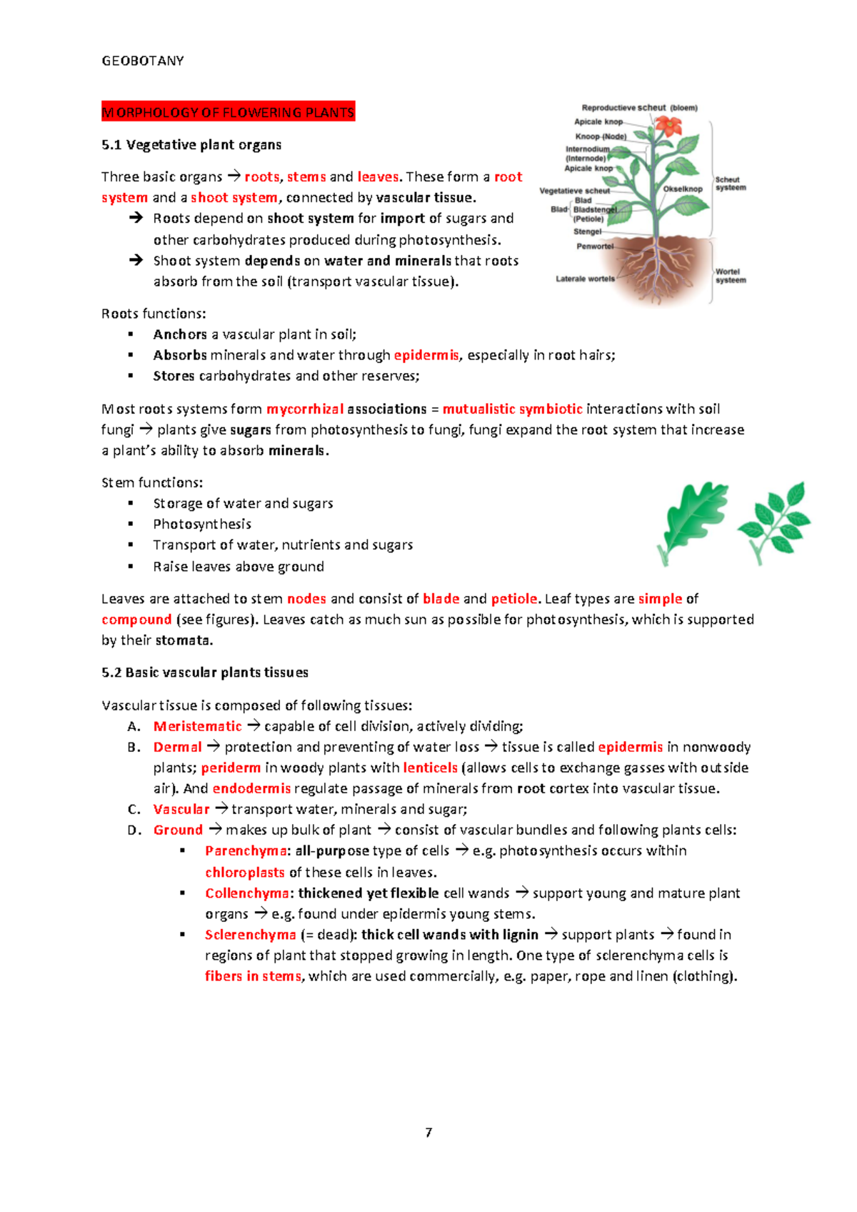 College 5 geobotany - GEOBOTANY 7 MORPHOLOGY OF FLOWERING PLANTS 5 ...