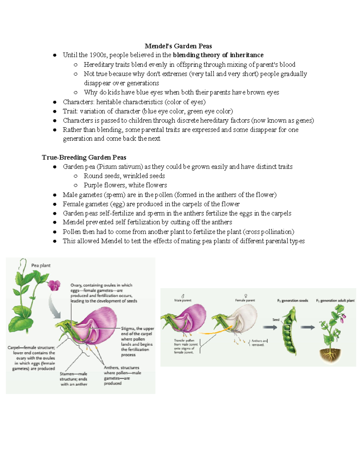 Bio Cycle 5 - Lecture notes 5 - Mendel's Garden Peas Until the 1900s ...