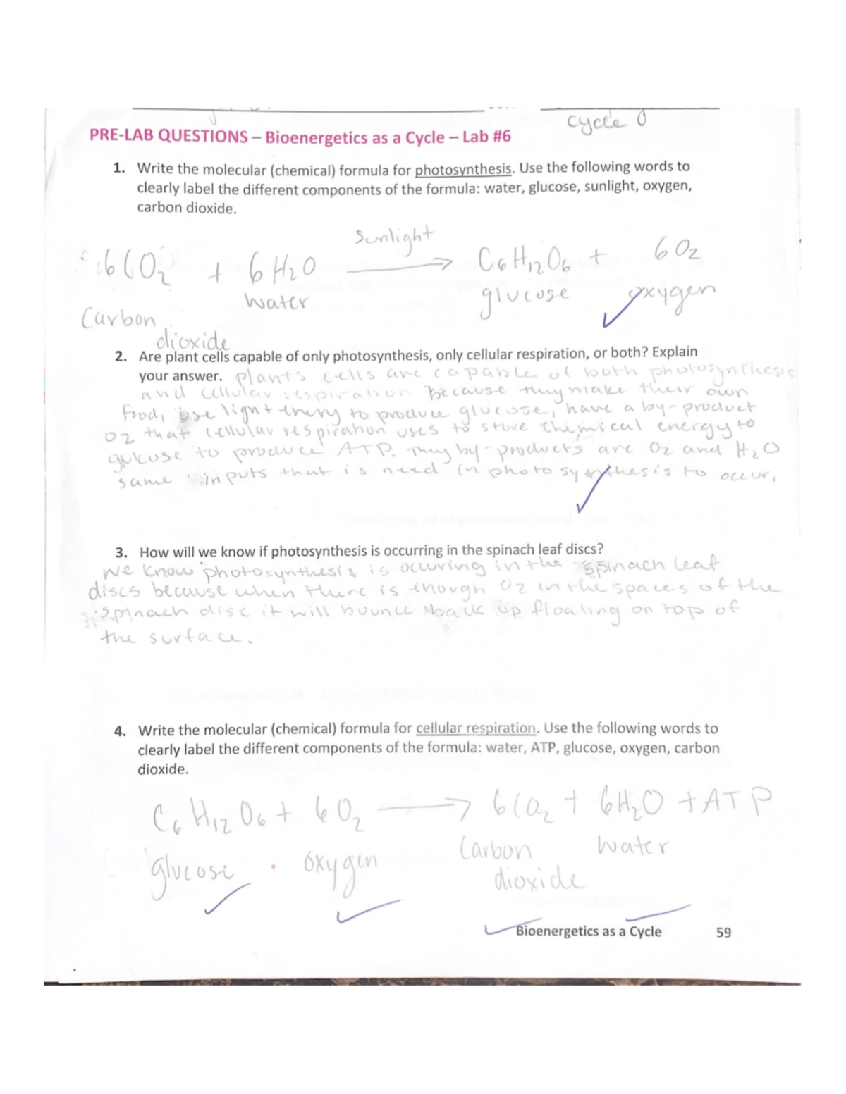 Lab#6 Bioenergetics As A Cycle - we QUESTIONS Bioenergetics as a Cycle ...