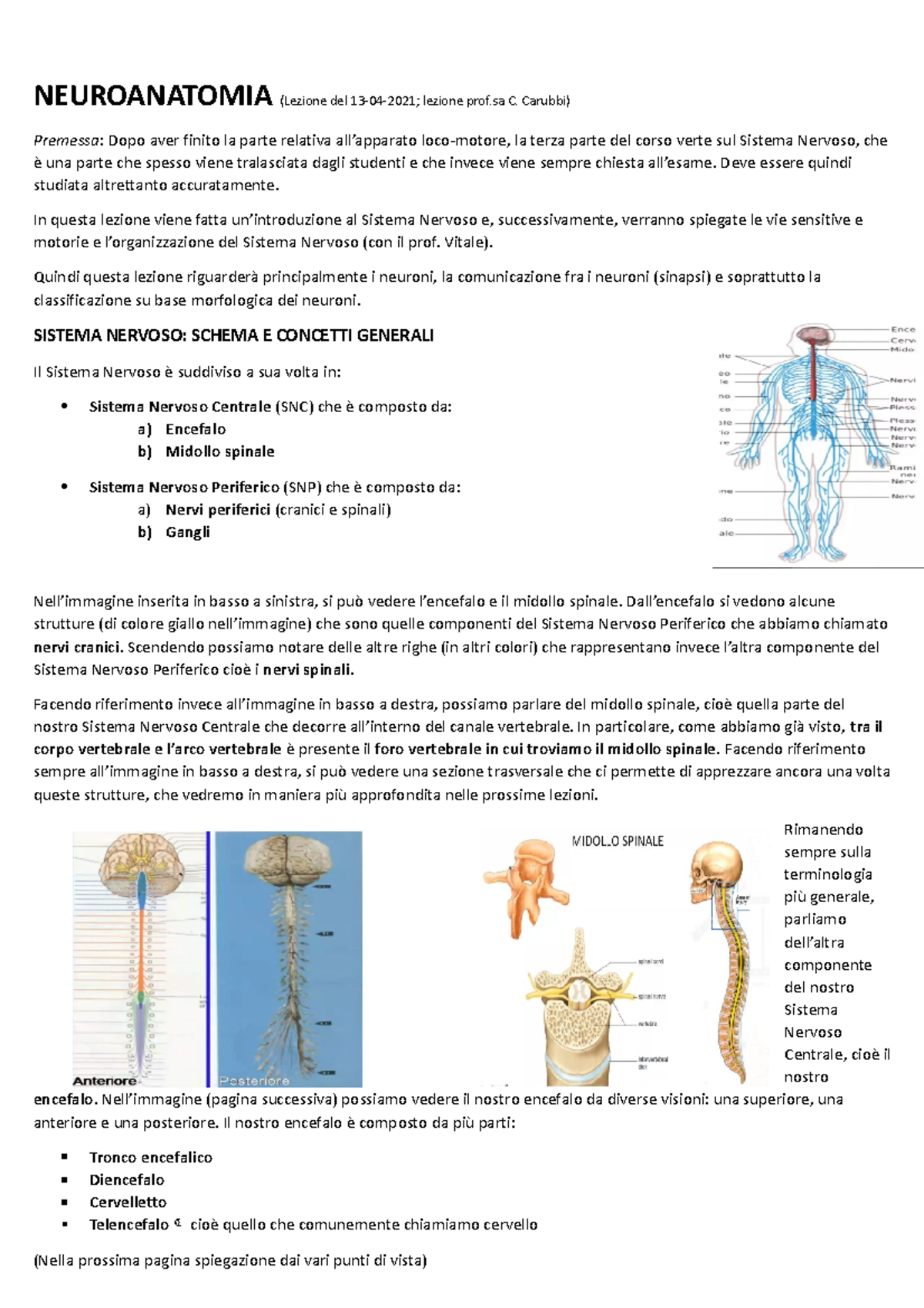 Neuroanatomia - Anatomia 2 (lezione 13-04-2021) - NEUROANATOMIA ...