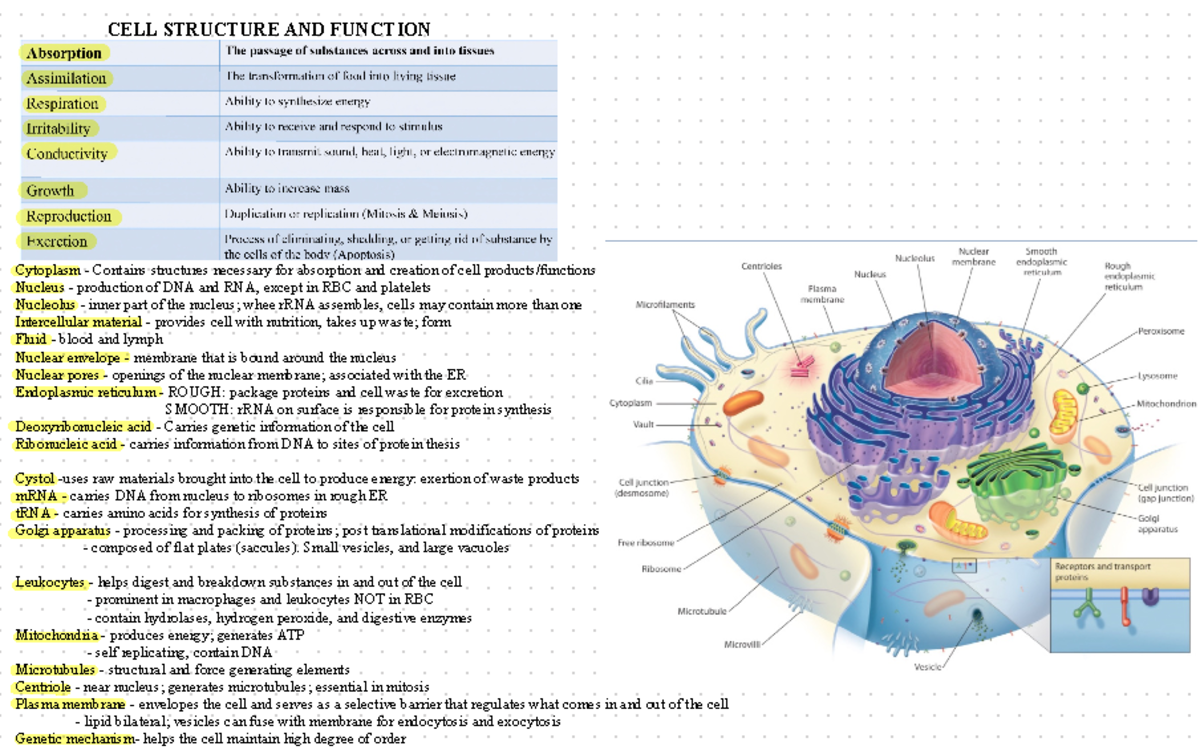 OEH Ch 1 - Fall 2022 Mrs. Van - CELL STRUCTURE AND FUNCTION Cytoplasm ...