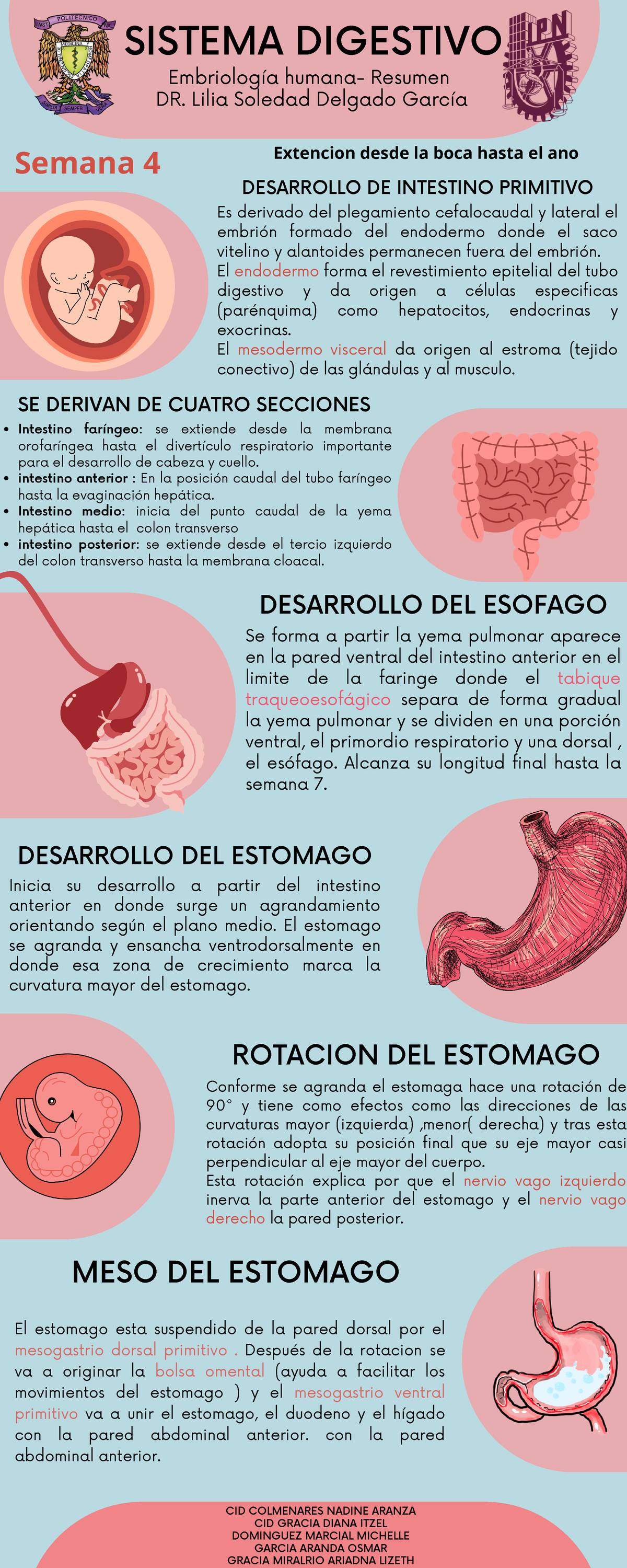 Resumen Aparato Digestivo Primitivo - SISTEMA DIGESTIVO DESARROLLO DE ...