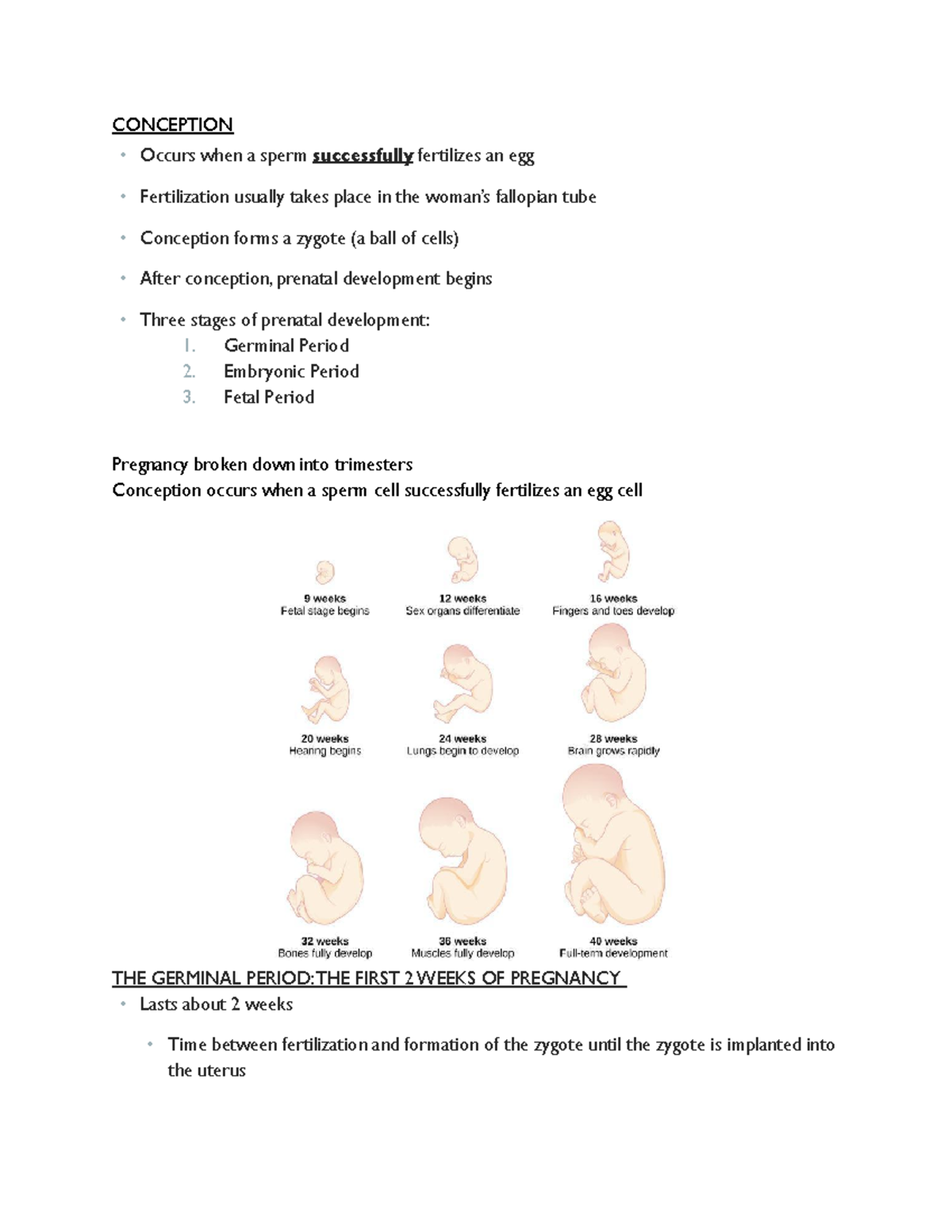 THE Prenatal Periods - CONCEPTION Occurs when a sperm successfully ...