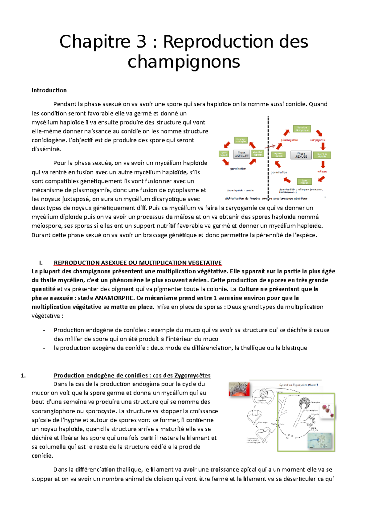 3 Reproduction des Champignons - Chapitre 3 : Reproduction des ...