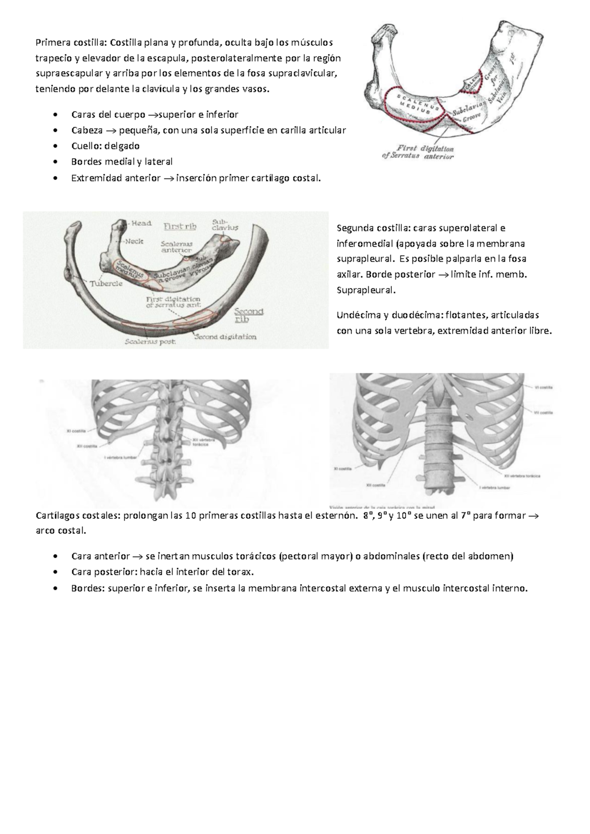 Torax - Primera costilla: Costilla plana y profunda, oculta bajo los ...