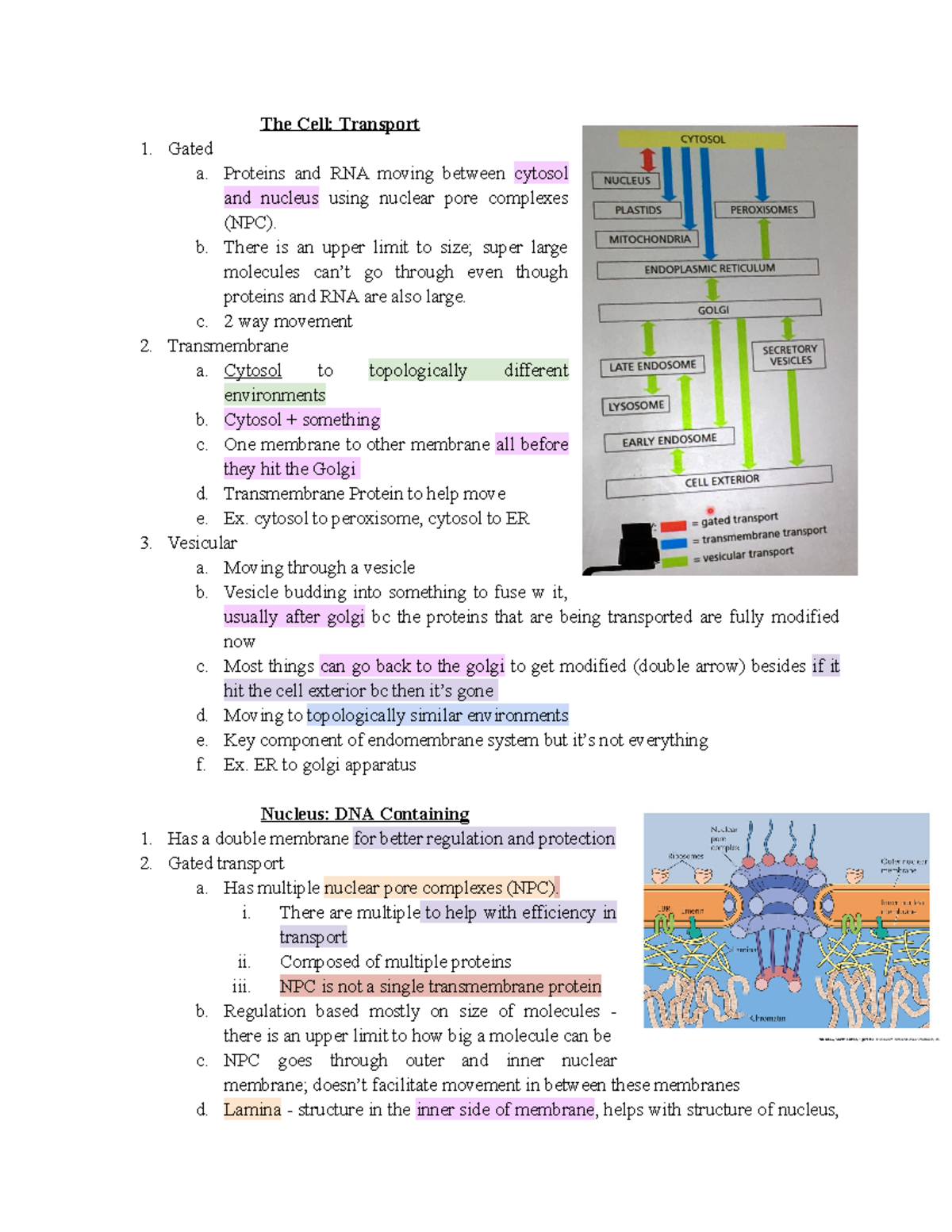 Chapter 6 The Cell - Lecture notes 3 - BIO100 - Hunter College - Studocu