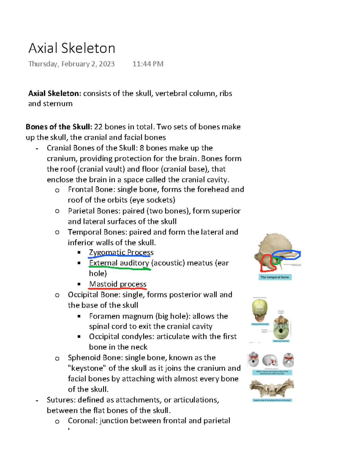 Axial Skeleton - notes - Axial Skeleton: consists of the skull ...