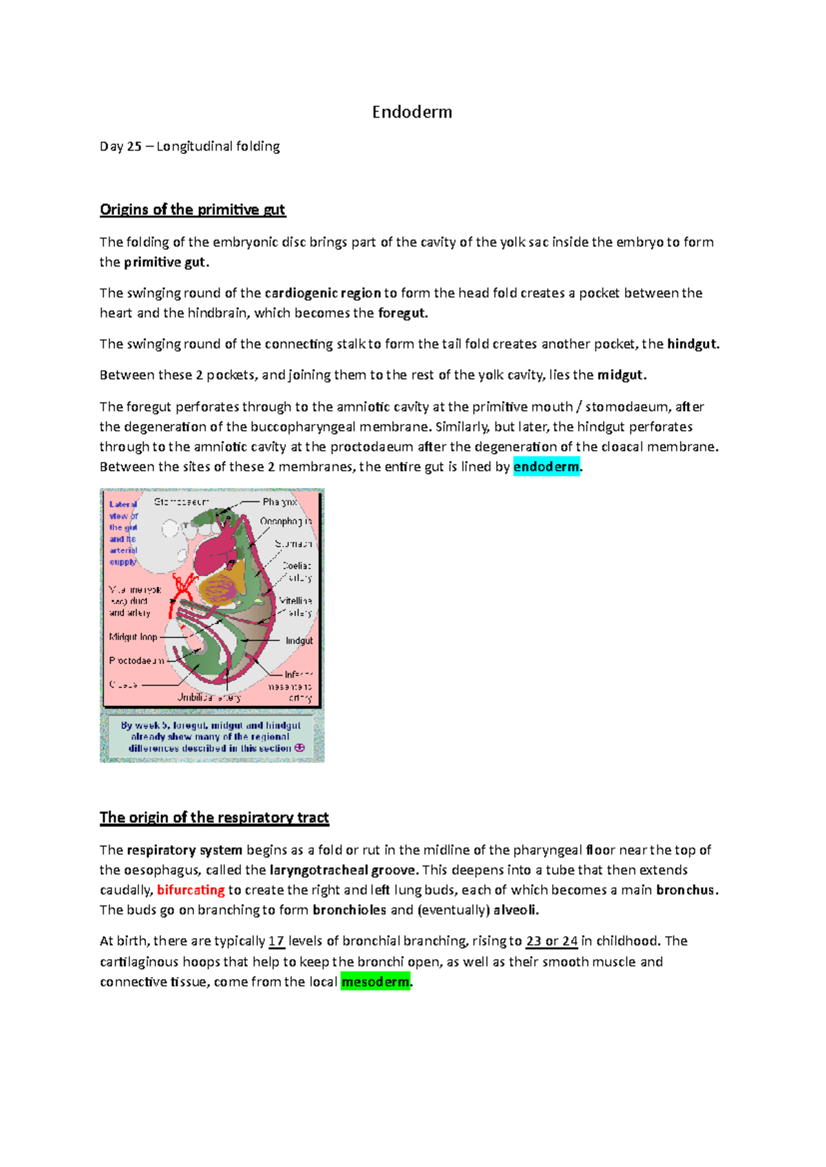 Endoderm (Embryonic Disc notes) - Endoderm Day 25 – Longitudinal ...