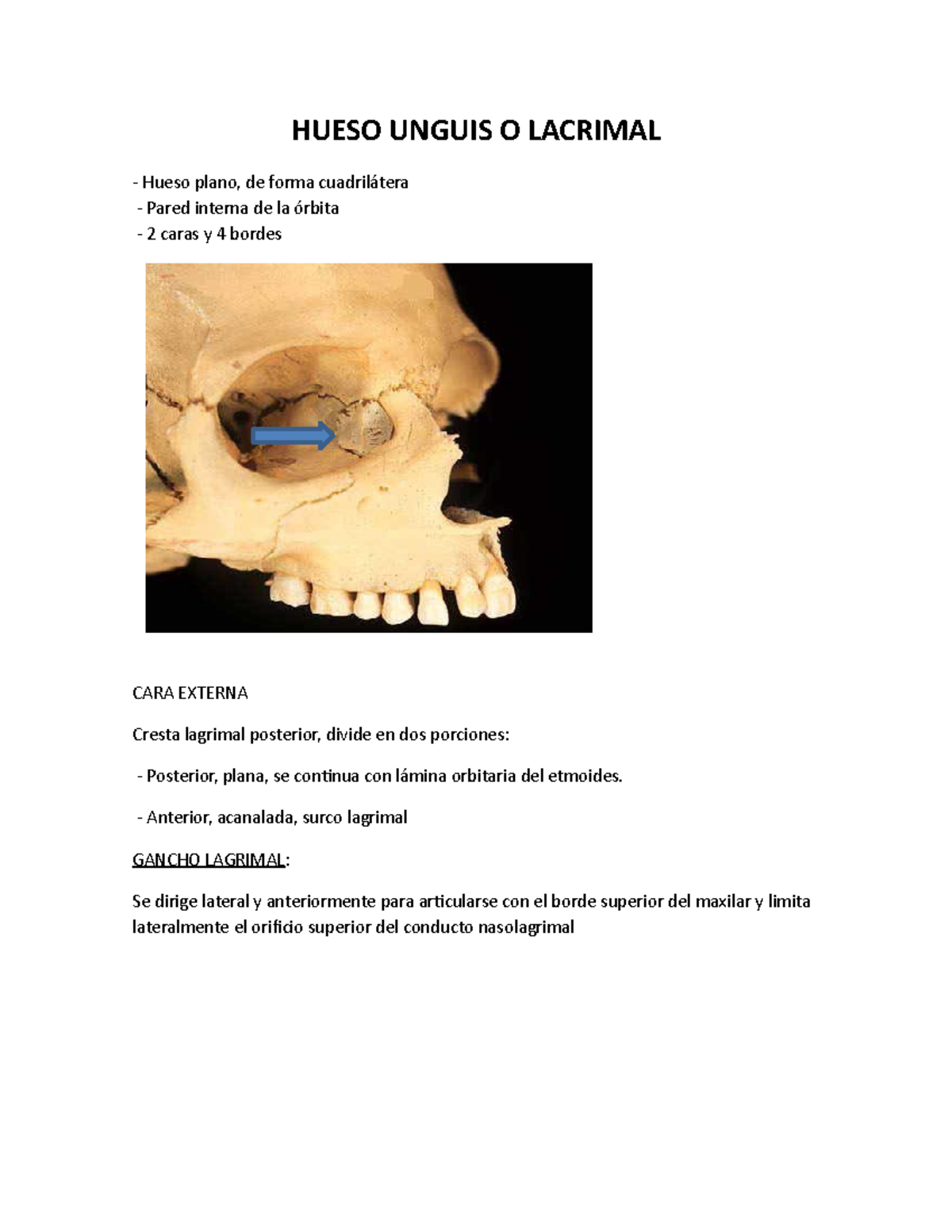 Unguis Rouvière, H., Anatomía Humana Descriptiva, topográfica y ...