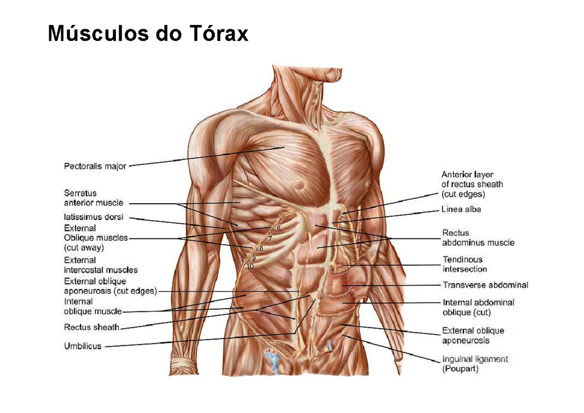 Miologia do Torax - .fyg juhfdsx - Músculos do Tórax Músculos do Tórax ...