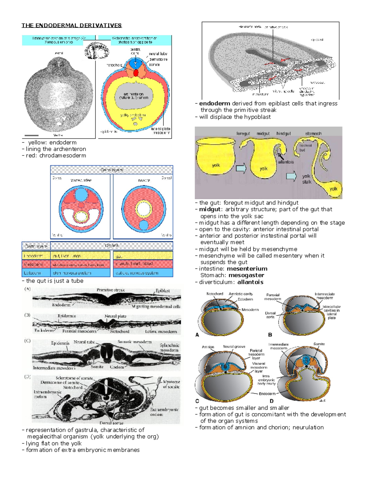 Developmental Biology - Third Lecture Exam Reviewer - THE ENDODERMAL ...