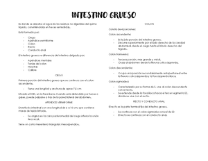 Funículo espermático - Funiculo espermatico anatomia - Funículo ...