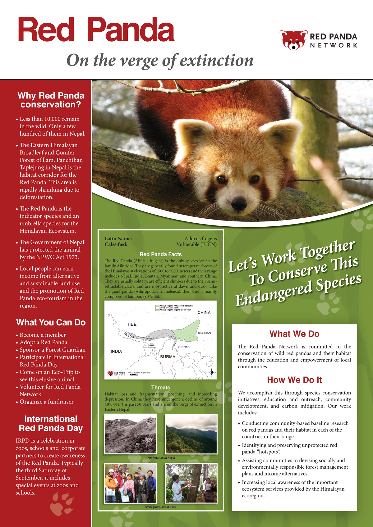 Redpanda-poster - About red pandas - Red Panda On the verge of ...