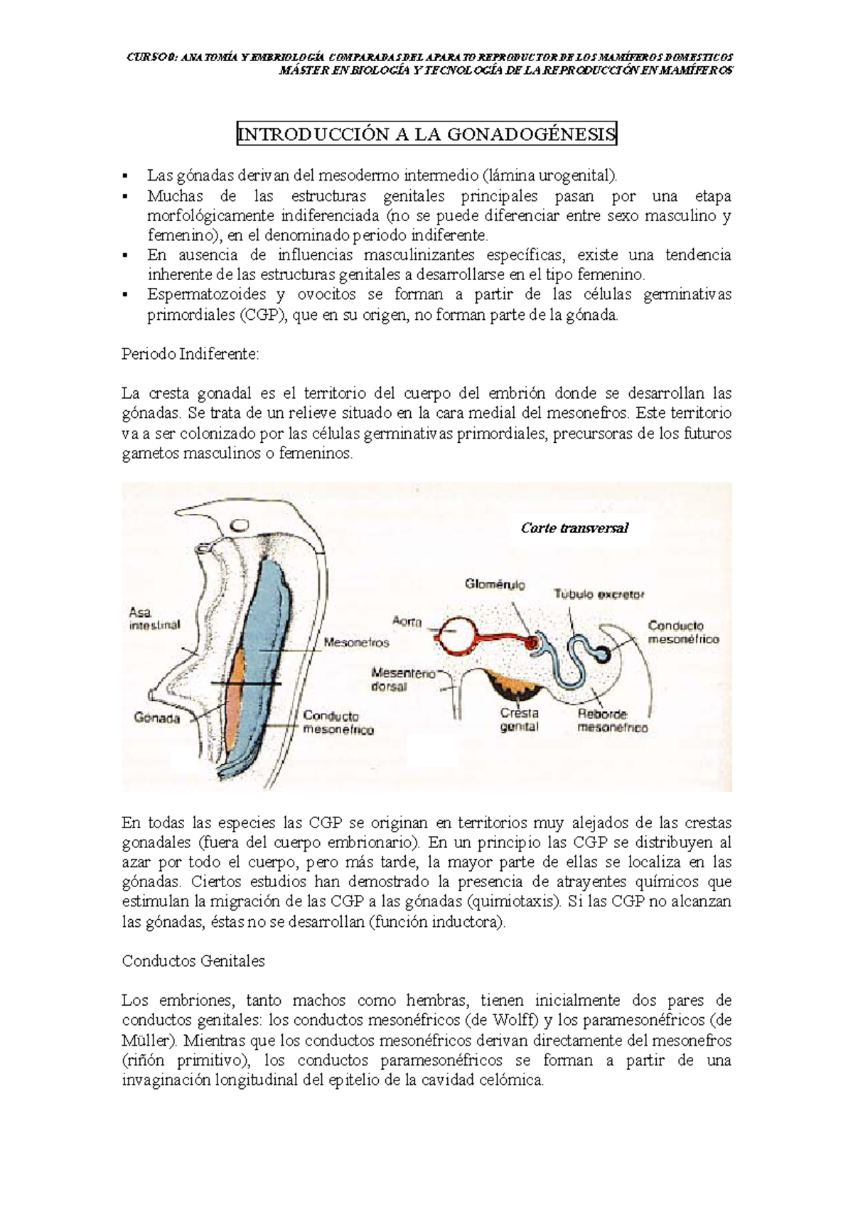 Gonadogenesis - Desarrollo embrionario de gónadas y diferenciación del ...