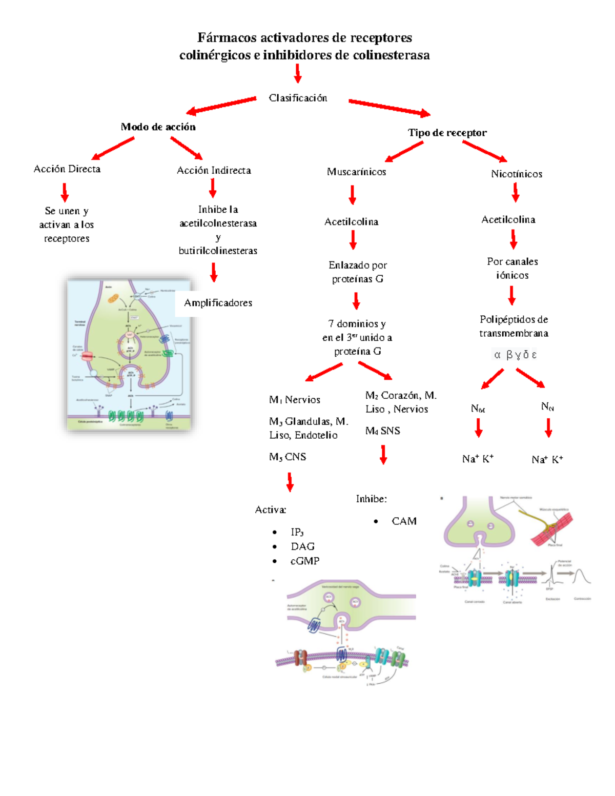 Mapa capitulo 7 colinergicos 1 - NM Fármacos activadores de receptores ...
