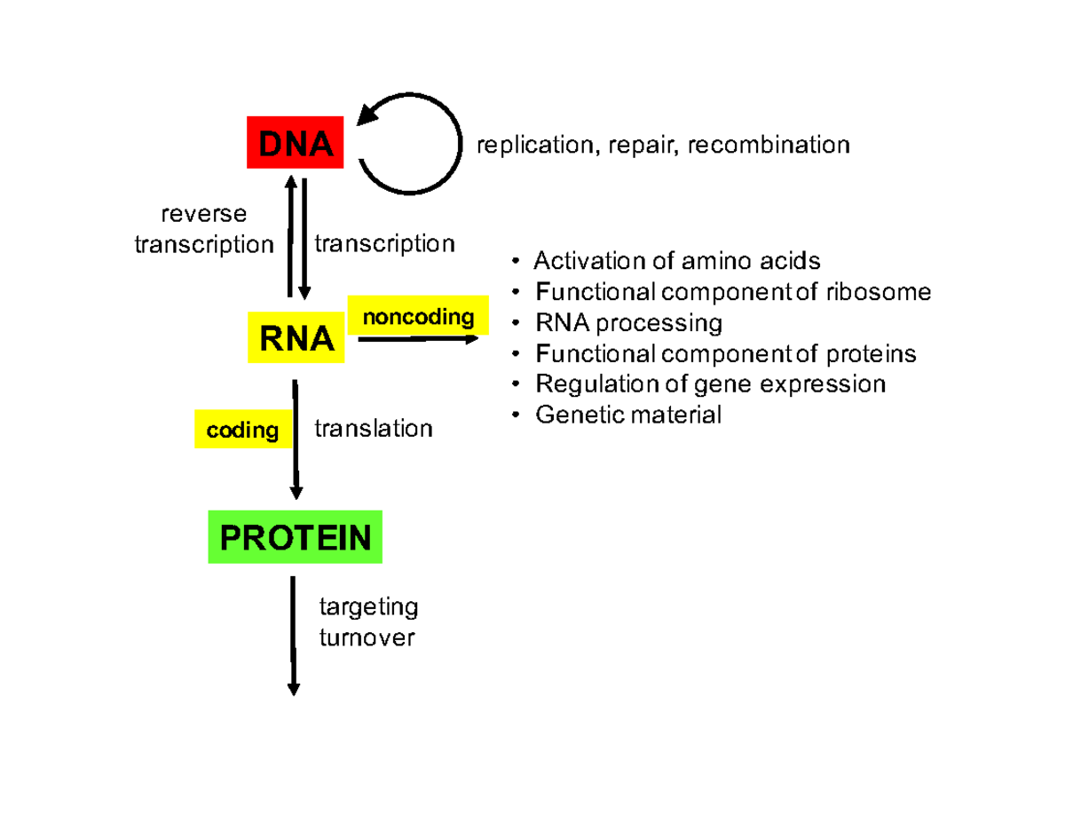 CHE 424 DNA Structure Renaturation - DNA replication, repair ...