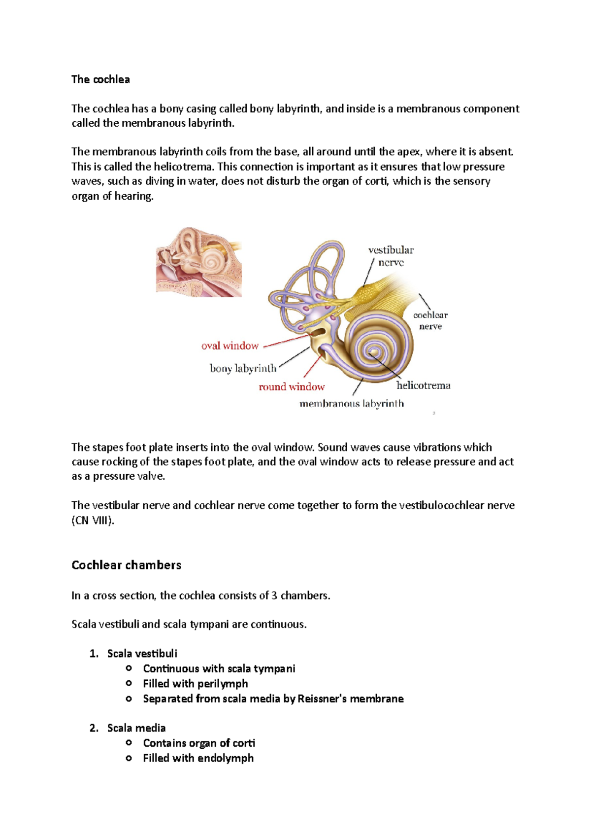 Cochlea Structure and Function - Studocu