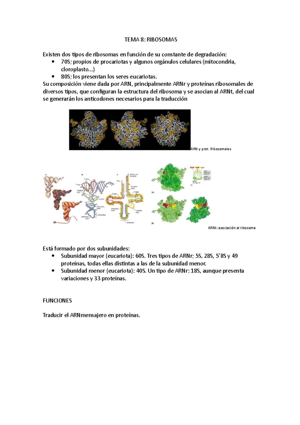 TEMA 8 Ribosomas - Apuntes 8 - TEMA 8: RIBOSOMAS Existen dos tipos de ...