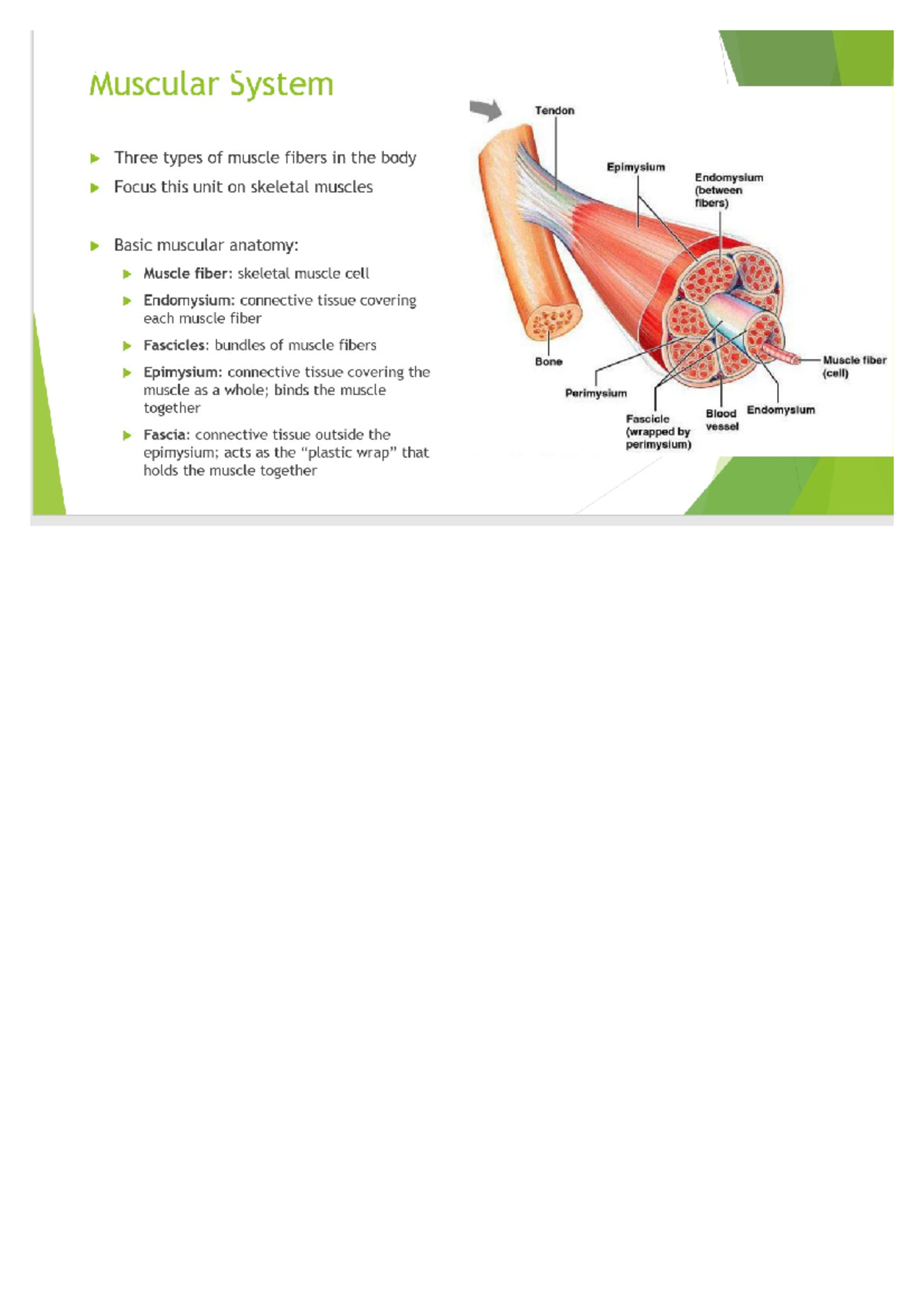 Structure and function of the human body module 2 noites - PHA 1500 ...