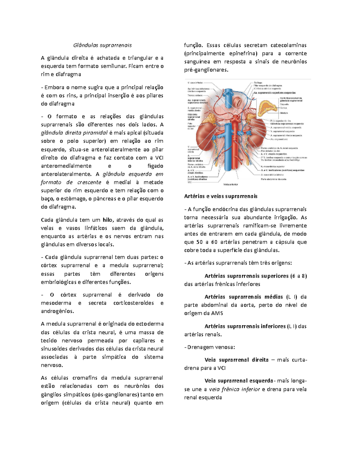Glândulas suprarrenais - Glândulas suprarrenais A glândula direita é ...