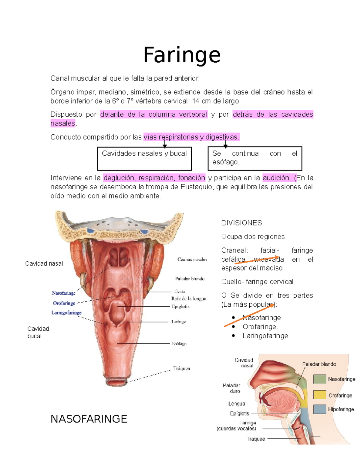 Faringe - Apuntes 1 - Faringe Canal muscular al que le falta la pared ...