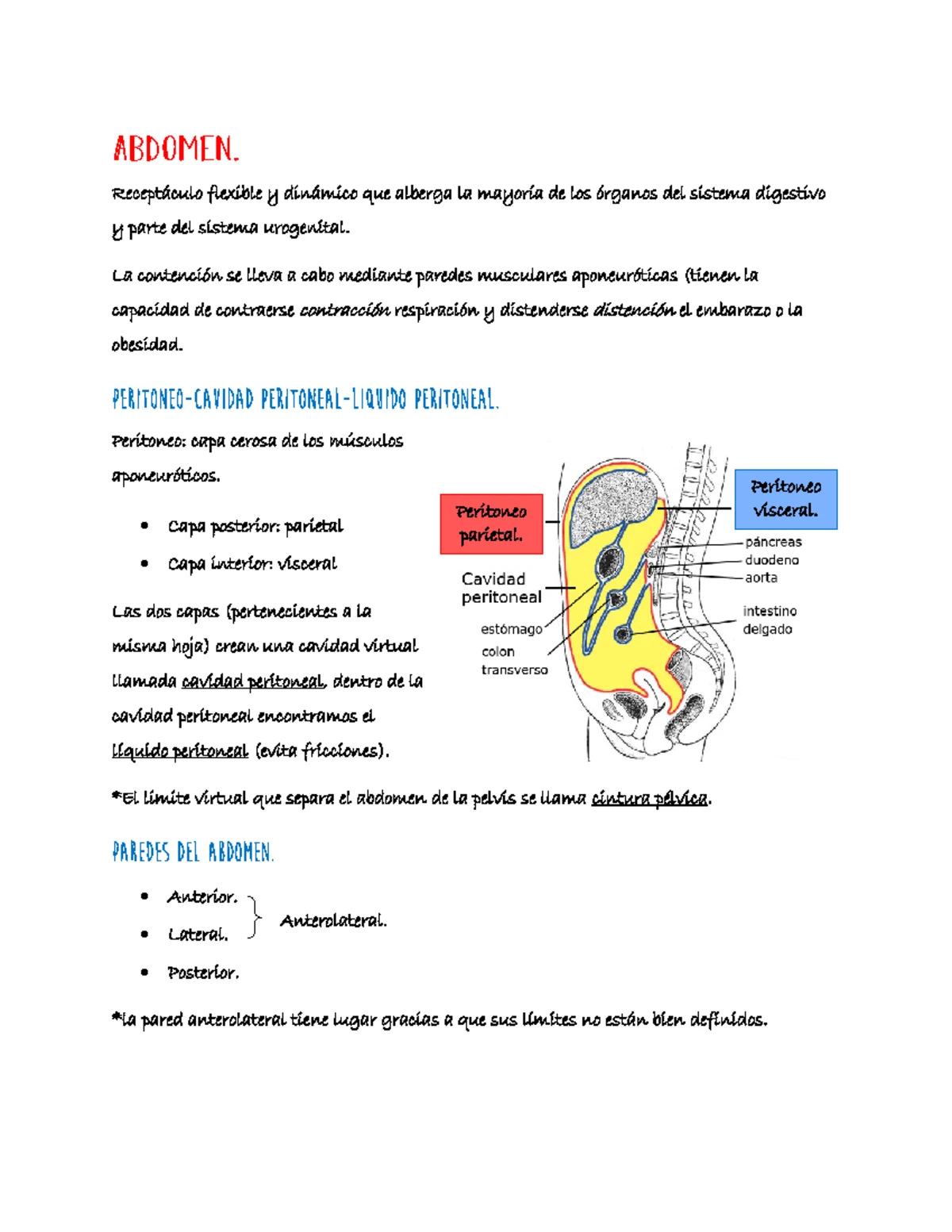 Músculos DEL Dorso - Ayuda - Origen: Línea nucal superior ...