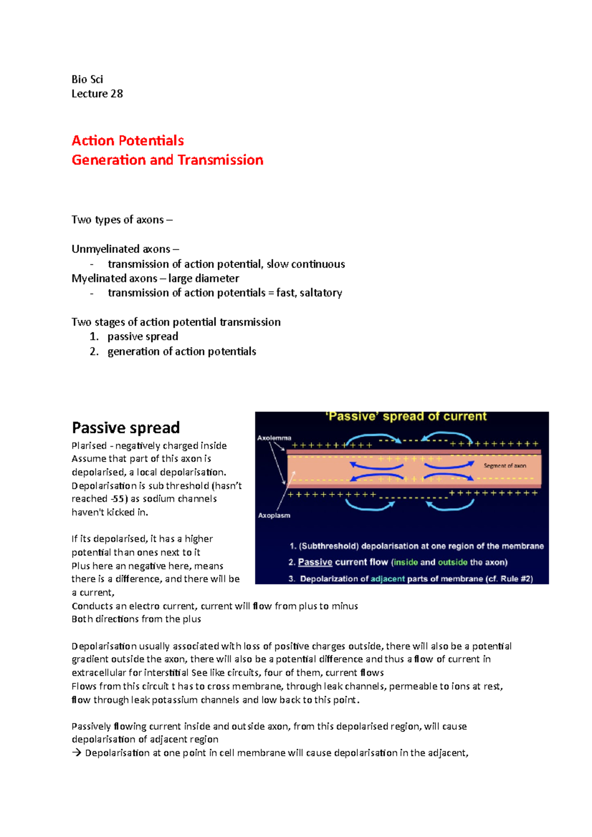 Bio Sci lecture 28 - Bio Sci Lecture 28 Action Potentials Generation ...