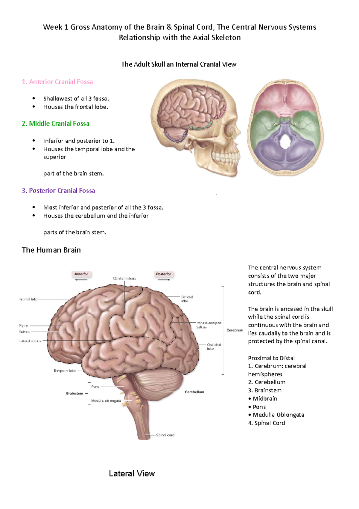 Week 1 Gross Anatomy of the Brain - Anterior Cranial Fossa Shallowest ...