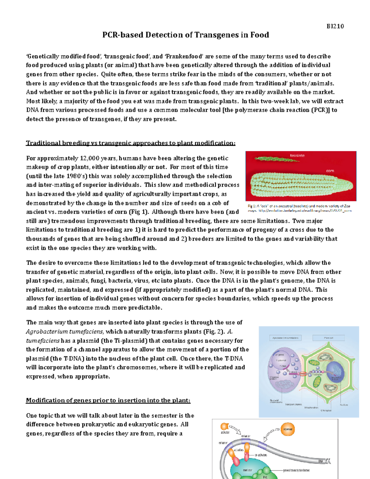 7a Transgene+detection+%28print%29 - PCR-based Detection of Transgenes ...