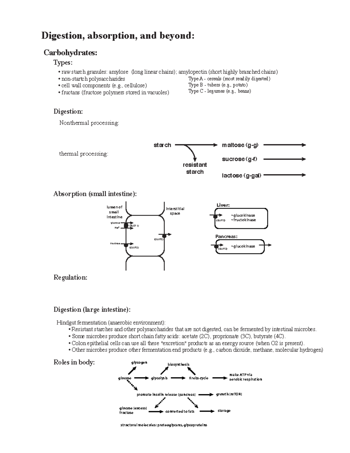 27 digest&absorb Human Physiology Notes, Temme - Digestion, absorption ...