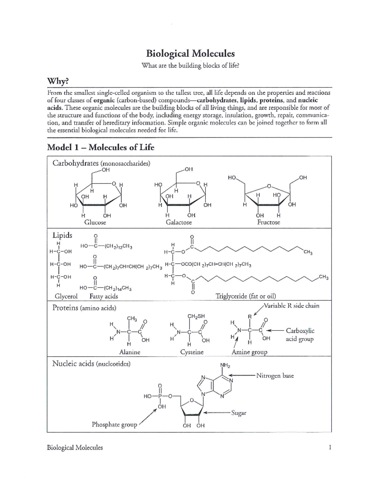 Hailey Grandy - Biochemistry Pogil - Biological Molecules What are the ...