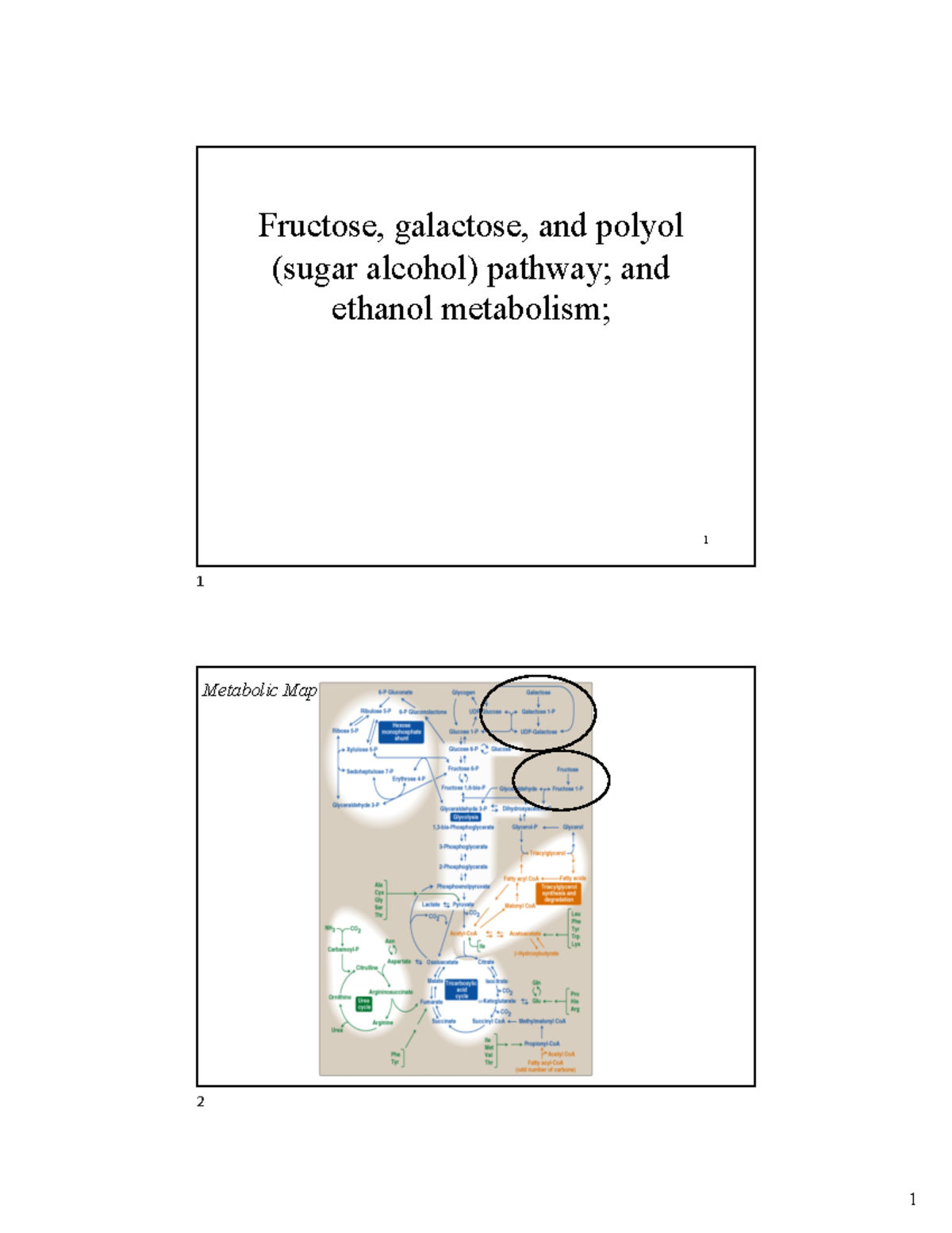 BCH442 Fructose Polyol pathway ethanol - Compatibility Mode - BCH 442 ...