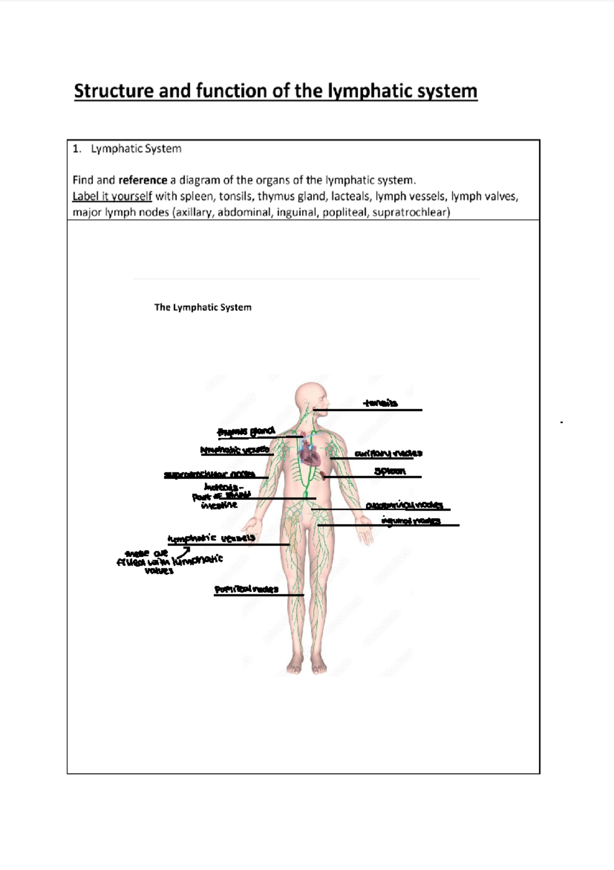 Coursework WS 1 - This is a worksheet for applied science the lymphatic ...