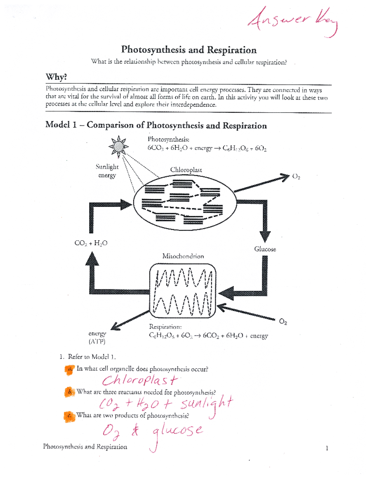 Answer Key. Photosynthesis and Respiration - Public health - Studocu