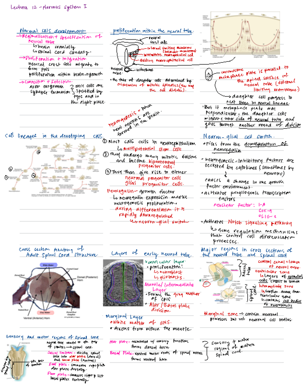 BIOM 3040 notes-nervous sytem - Lecture 12 - Nervous System I # ...