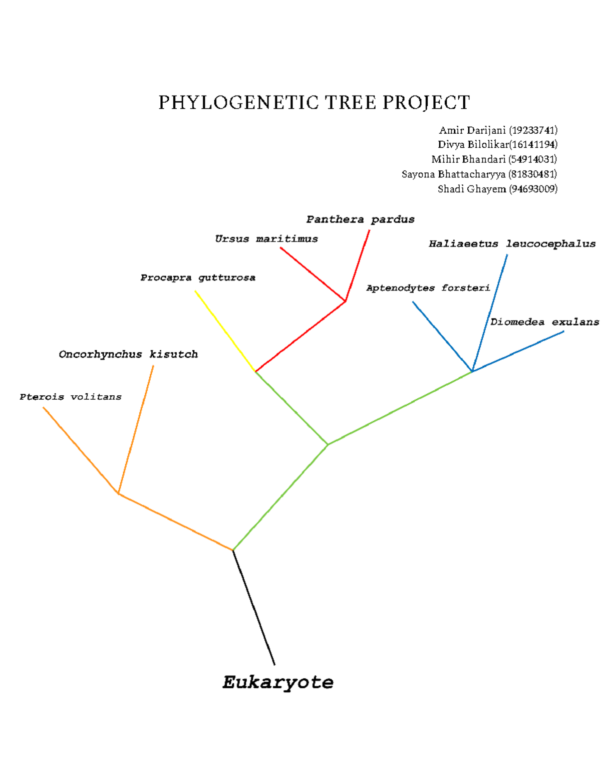 BIOL 111 PHYLOGENETIC TREE PRACTICE - PHYLOGENETIC TREE PROJECT Amir ...