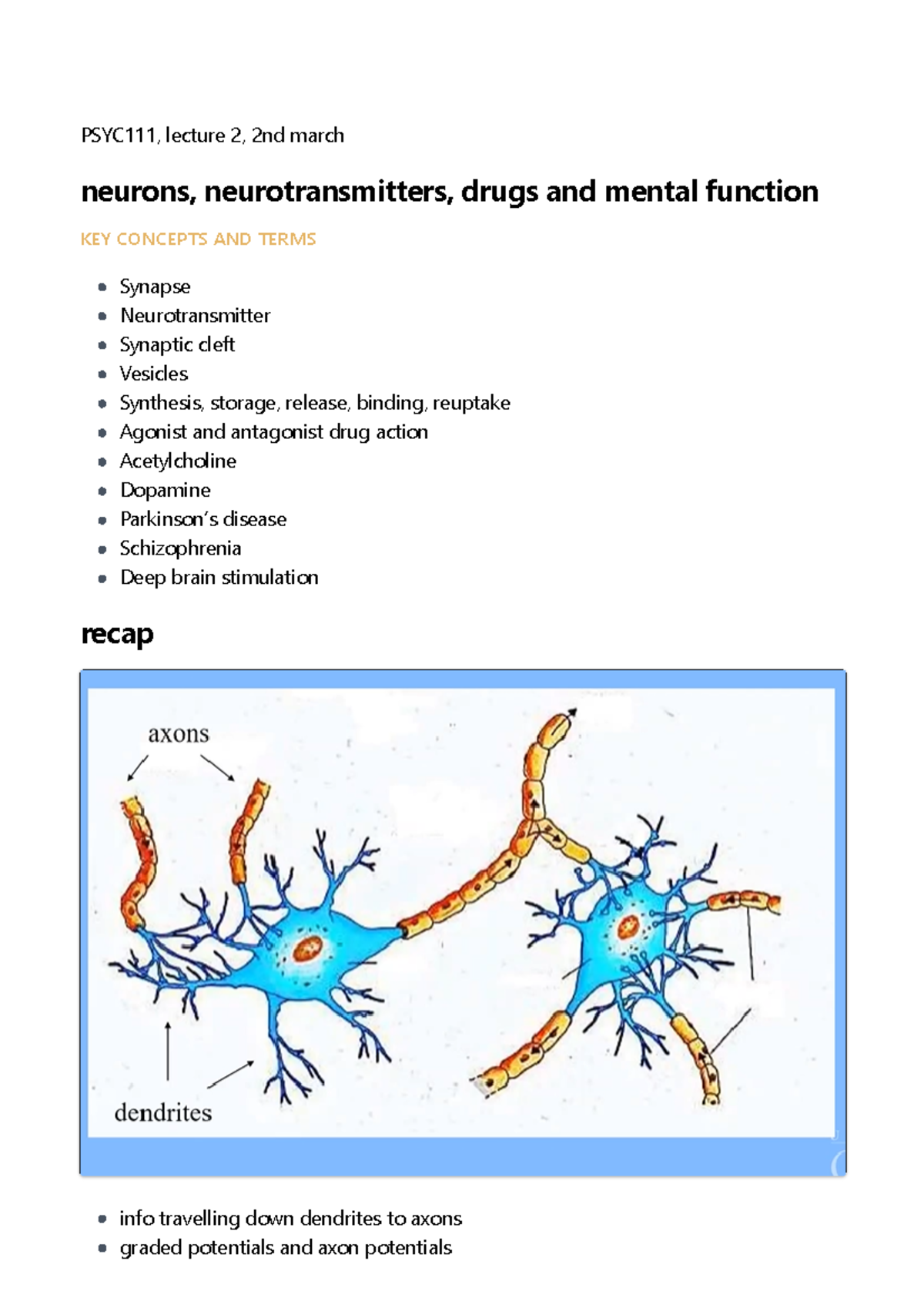Neurons, neurotransmitters, drugs and mental function, PSYC111, lecture ...
