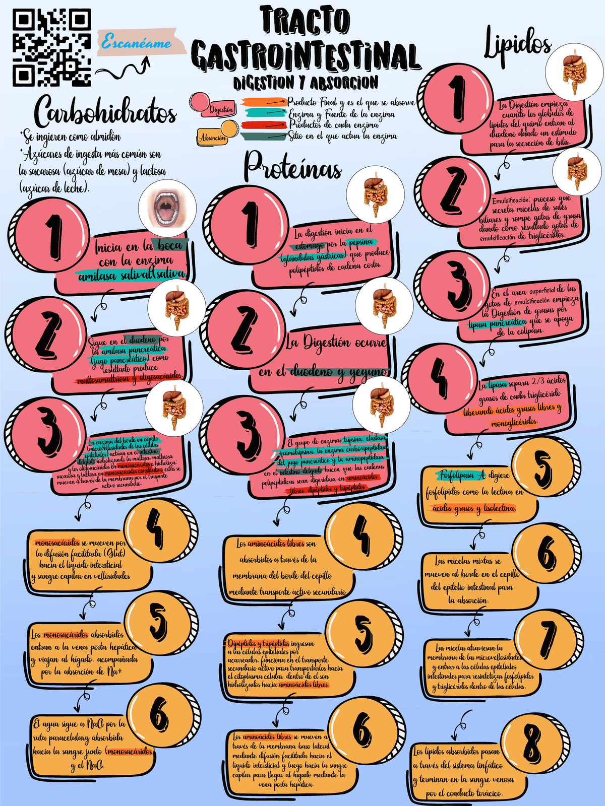 Digestion y Absorcion GASTROINTESTINAL - Carbohidratos Lipidos P ...