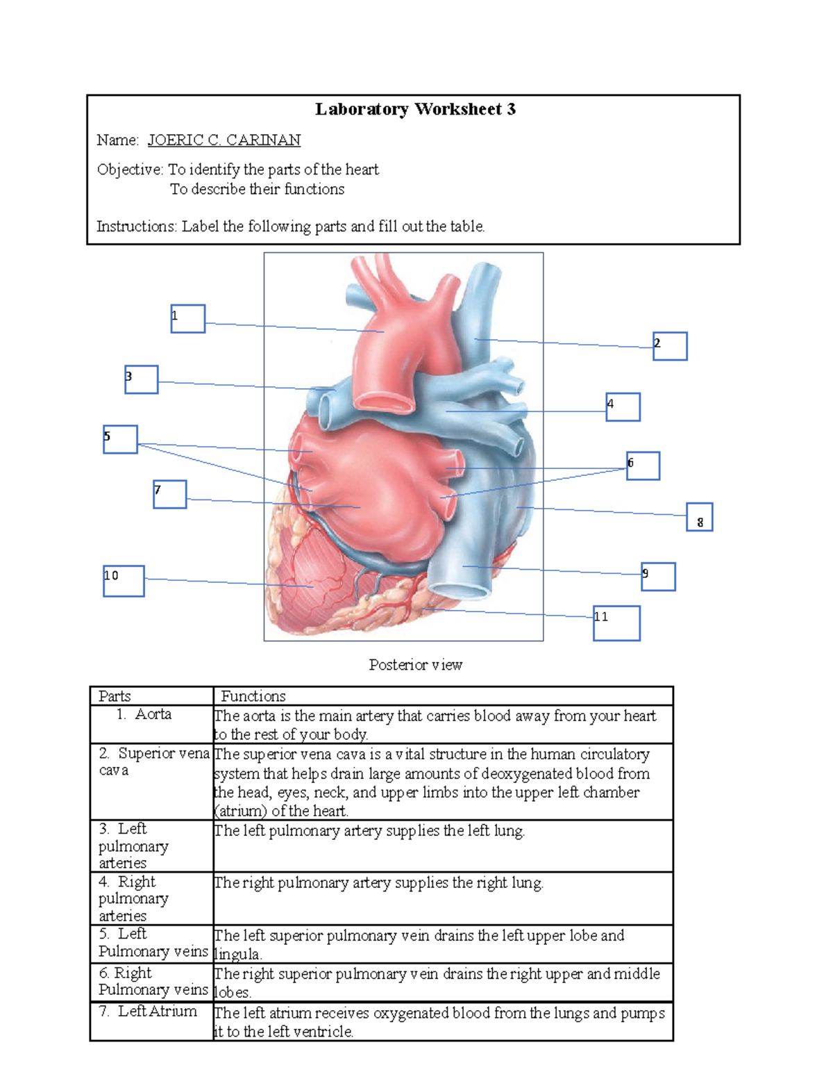 Laboratory Work Sheet 3- Carinan, Joeric - Posterior view Parts ...