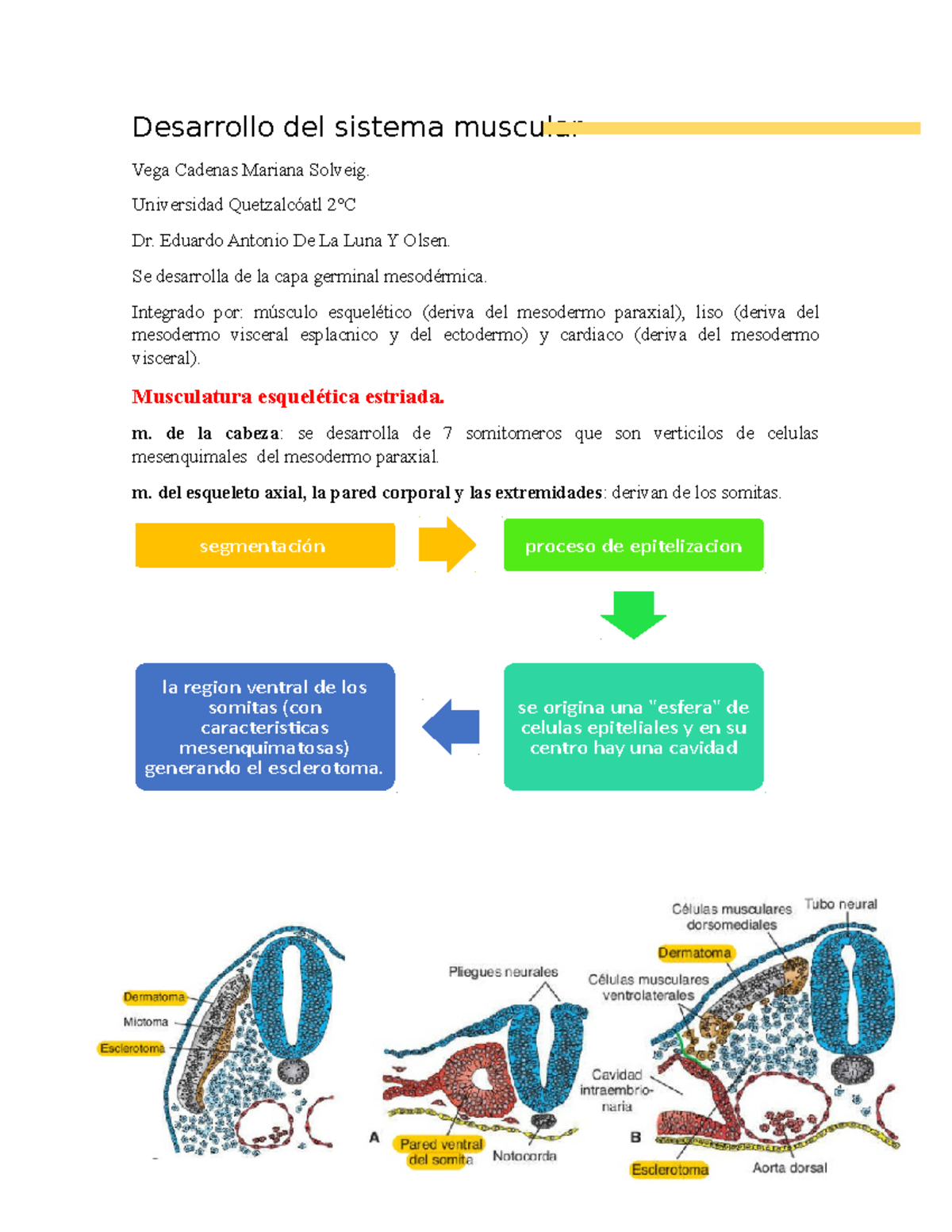 2-c-desarrollo del sistema muscular - Desarrollo del sistema muscular ...