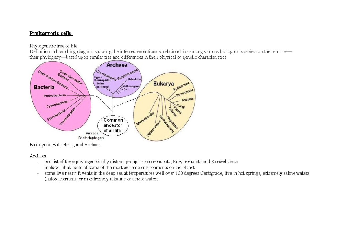 3. Prokaryotic cells - summary - Prokaryotic cells Phylogenetic tree of ...