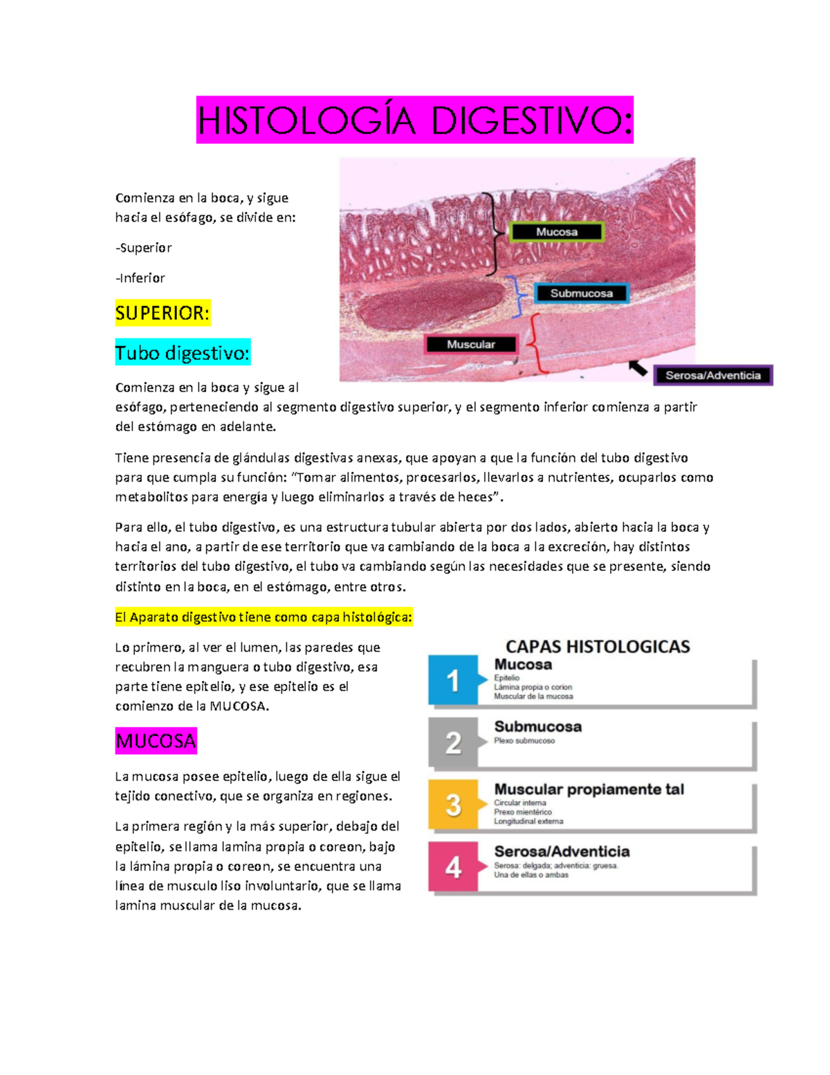 Histología Digestivo 1 y 2 - Warning: TT: undefined function: 32 Warning: TT: undefined function ...
