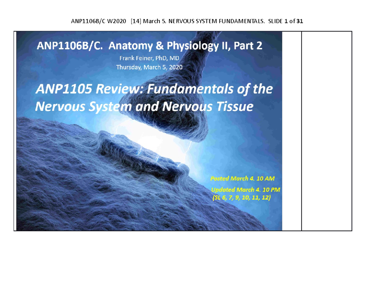 [14] Nervous Sys Fundamentals. Slides (docx) - ANP1105 - Studocu