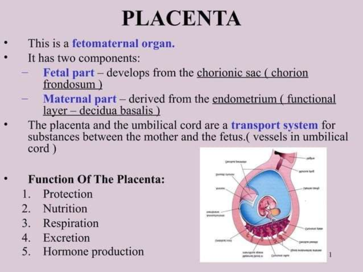 Placenta lecture - nursing - Studocu